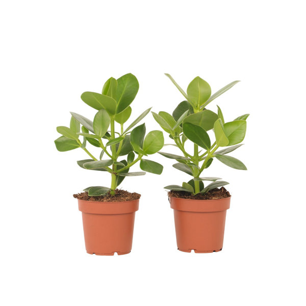 Plant in a Box Clusia Rosea Princess - Set of 2 - Autograph Tree - Height 25-35cm - Pot 12cm ...